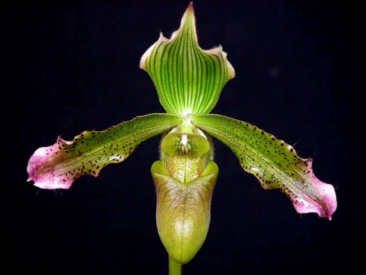 Arten - purpurascens